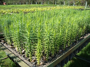 Como obter sementes de qualidade e uma boa produção de mudas de ...